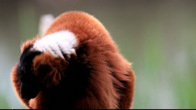 "Roter Vari" Images – Browse 77 Stock Photos, Vectors, and Video ...