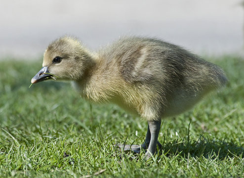 Gooseling Images – Browse 88 Stock Photos, Vectors, and Video | Adobe Stock