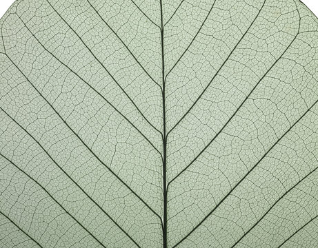 Micro Texture Images – Browse 72,210 Stock Photos, Vectors, and Video ...