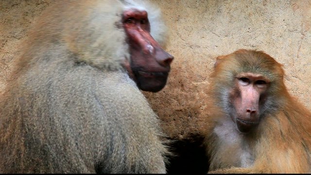 Pavian Images – Browse 6,605 Stock Photos, Vectors, and Video | Adobe Stock