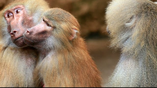 Pavian Images – Browse 5,378 Stock Photos, Vectors, and Video | Adobe Stock