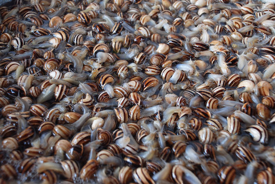 Cabrillas Images – Browse 184 Stock Photos, Vectors, and Video | Adobe ...