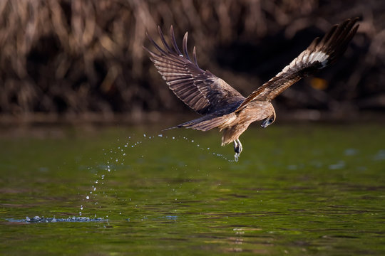 Ilan Bilder – Durchsuchen 1,486 Archivfotos, Vektorgrafiken und Videos ...
