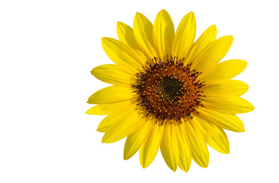 Sooryakanthi Images – Browse 44 Stock Photos, Vectors, and Video ...