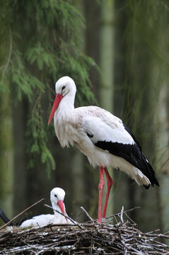 Storch Bilder – Durchsuchen 157,953 Archivfotos, Vektorgrafiken und ...