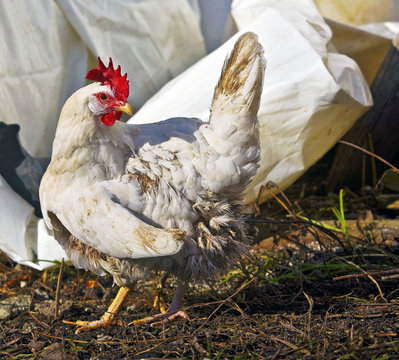 รูปภาพGallus – เลือกดูภาพถ่ายสต็อก เวกเตอร์ และวิดีโอ16,617 | Adobe Stock