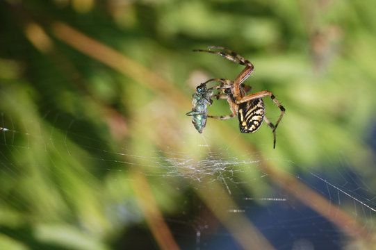 รูปภาพPredatore – เลือกดูภาพถ่ายสต็อก เวกเตอร์ และวิดีโอ8,806 | Adobe Stock