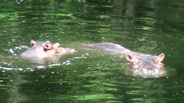 Hypopotame bilder – Bläddra bland 7 stockfoton, vektorer och videor ...