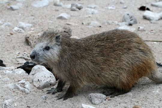 Jutia Bilder – Durchsuchen 228 Archivfotos, Vektorgrafiken und Videos ...