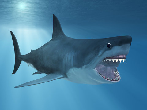 Haifisch Bilder – Durchsuchen 14,294 Archivfotos, Vektorgrafiken und ...