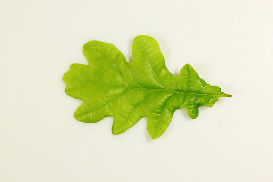 「Eichenast」の画像 - 81 件の Stock 写真、ベクターおよびビデオ | Adobe Stock