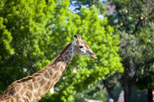 Jiraffe Images – Browse 464 Stock Photos, Vectors, and Video | Adobe Stock