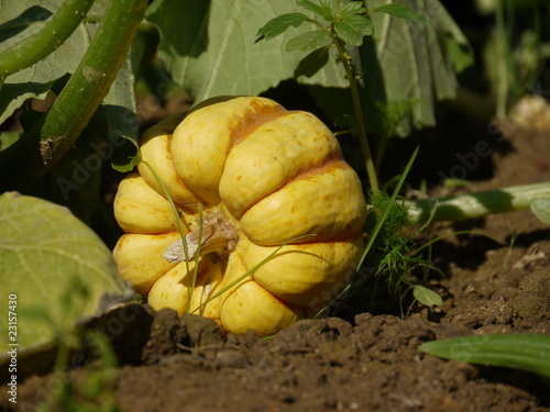 Espce De Cucurbitace