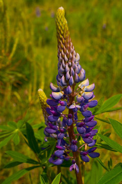 「Wolfsblume」の画像 - 48 件の Stock 写真、ベクターおよびビデオ | Adobe Stock