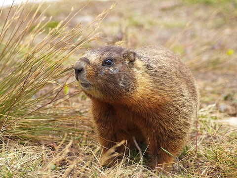 Pierriers bilder – Bläddra bland 116 stockfoton, vektorer och videor ...