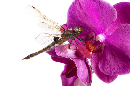 รูปภาพDragon-Fly – เลือกดูภาพถ่ายสต็อก เวกเตอร์ และวิดีโอ236,946 ...