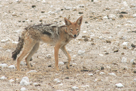 Chacal Images – Parcourir 26,411 le catalogue de photos, vecteurs et ...