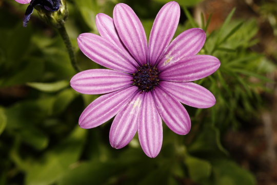 Flor Lila