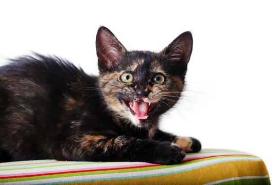 Feuler Images – Browse 35 Stock Photos, Vectors, and Video | Adobe Stock