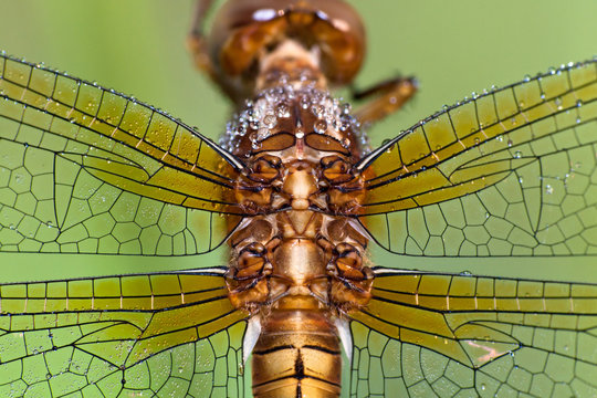 รูปภาพOdonate – เลือกดูภาพถ่ายสต็อก เวกเตอร์ และวิดีโอ47,478 | Adobe Stock
