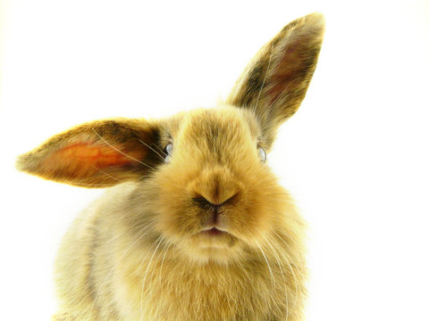 Karnickel Images – Browse 36 Stock Photos, Vectors, and Video | Adobe Stock