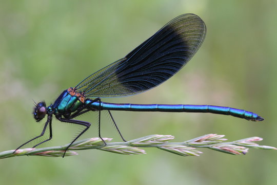 รูปภาพLibelle – เลือกดูภาพถ่ายสต็อก เวกเตอร์ และวิดีโอ13,197 | Adobe Stock
