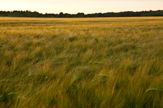 Gerstenfeld 이미지 – 찾아보기 3,754 스톡 사진, 벡터 및 비디오 | Adobe Stock