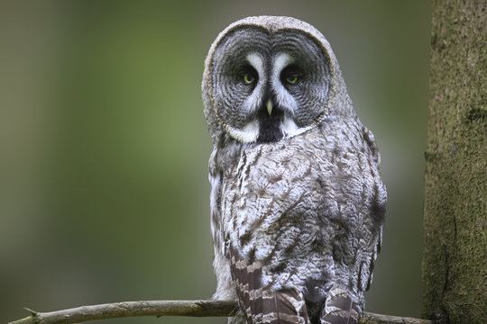 Kautz-Bilder: Stock-Fotos & -Videos. | Adobe Stock