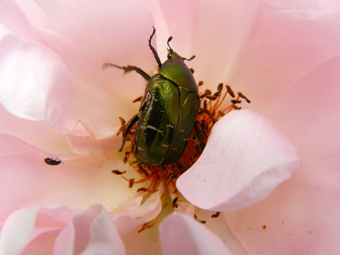 รูปภาพCoprophage – เลือกดูภาพถ่ายสต็อก เวกเตอร์ และวิดีโอ236 | Adobe Stock