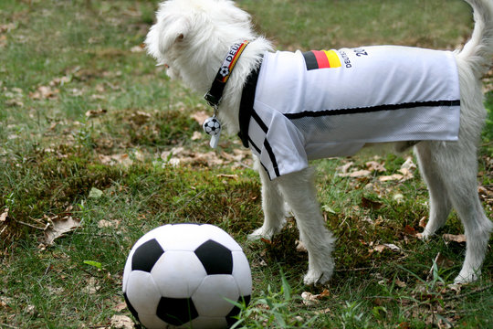 Fußballtrikot Bilder – Durchsuchen 1,591 Archivfotos, Vektorgrafiken ...