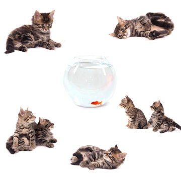 Convoitise Images – Browse 88 Stock Photos, Vectors, and Video | Adobe ...