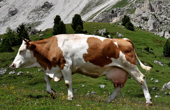 รูปภาพMammelle – เลือกดูภาพถ่ายสต็อก เวกเตอร์ และวิดีโอ234 | Adobe Stock