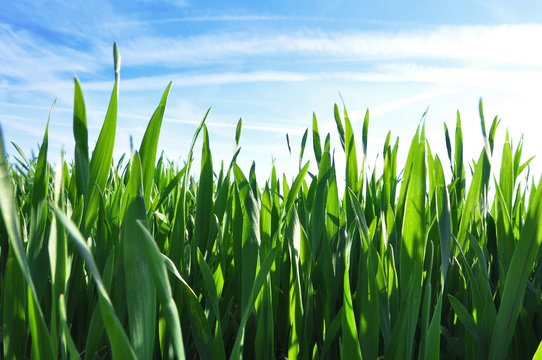 「Futtergras」の画像 - 80 件の Stock 写真、ベクターおよびビデオ | Adobe Stock