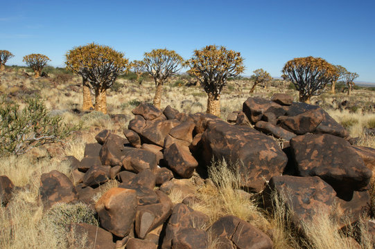 Kokerboom Images – Browse 3,887 Stock Photos, Vectors, and Video ...