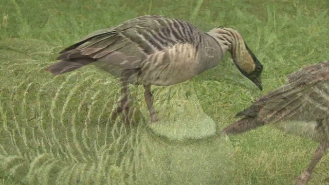 Nene Images – Browse 37,022 Stock Photos, Vectors, and Video | Adobe Stock