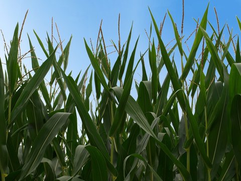 Genmanipuliert bilder – Bläddra bland 642 stockfoton, vektorer och ...