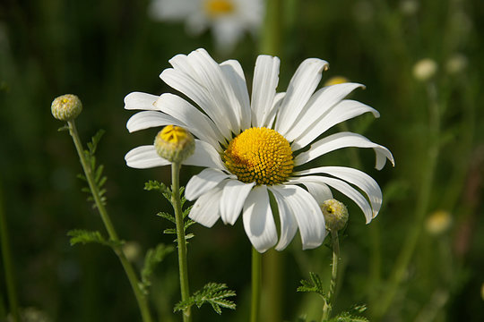 รูปภาพMargerite – เลือกดูภาพถ่ายสต็อก เวกเตอร์ และวิดีโอ9,411 | Adobe Stock