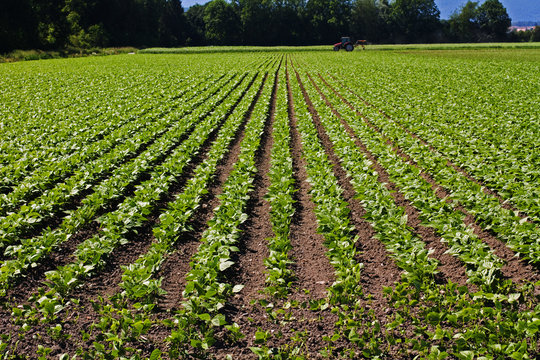 รูปภาพBohnenpflanze – เลือกดูภาพถ่ายสต็อก เวกเตอร์ และวิดีโอ69 | Adobe ...