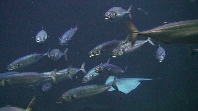 Imágenes de "Dorade Box": descubre bancos de fotos, ilustraciones ...