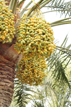 "Green Dates" Bilder – Durchsuchen 48 Archivfotos, Vektorgrafiken und ...