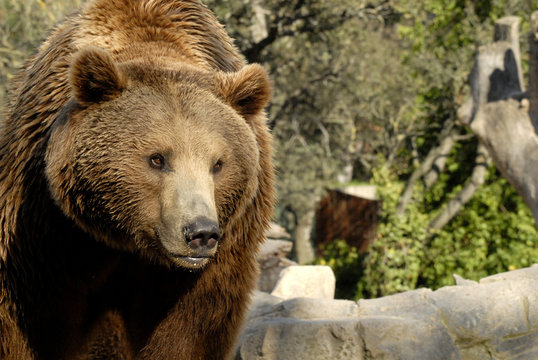 833 IMAGES, PHOTOS ET ILLUSTRATIONS VECTORIELLES STOCK APPROPRIÉES SUR ...