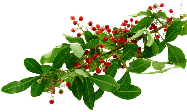 Imágenes de Molle: descubre bancos de fotos, ilustraciones, vectores y ...