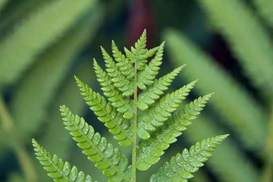รูปภาพPteridophytes – เลือกดูภาพถ่ายสต็อก เวกเตอร์ และวิดีโอ1,886 ...