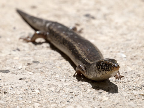 รูปภาพChalcides – เลือกดูภาพถ่ายสต็อก เวกเตอร์ และวิดีโอ6,444 | Adobe Stock