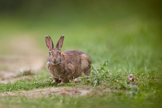 4,033 BESTE Hasenbau BILDER, STOCK-FOTOS & -VEKTORGRAFIKEN | Adobe Stock