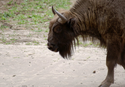 Imagens de Bizon – Explore Fotografias do Stock, Vetores e Vídeos de ...