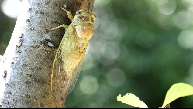 Cigale Images – Browse 1,008 Stock Photos, Vectors, and Video | Adobe Stock