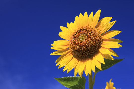 ヒマワリ Images – Browse 58,407 Stock Photos, Vectors, and Video | Adobe Stock