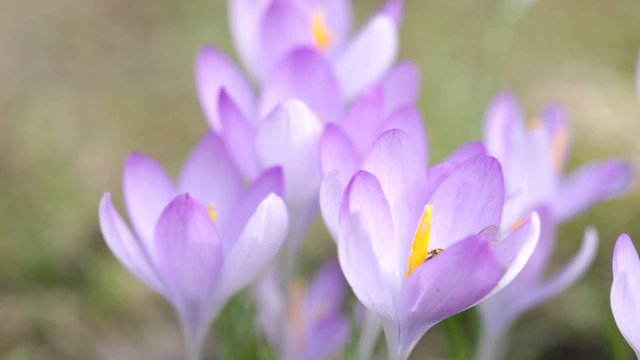 Crocus Video Footage – Browse 5,836 HD Stock Video and Footage | Adobe ...