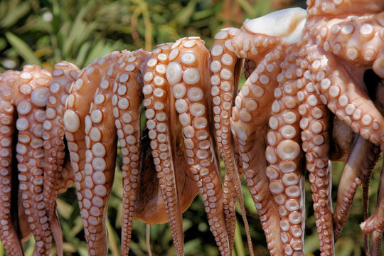 รูปภาพOktopus – เลือกดูภาพถ่ายสต็อก เวกเตอร์ และวิดีโอ2,476 | Adobe Stock